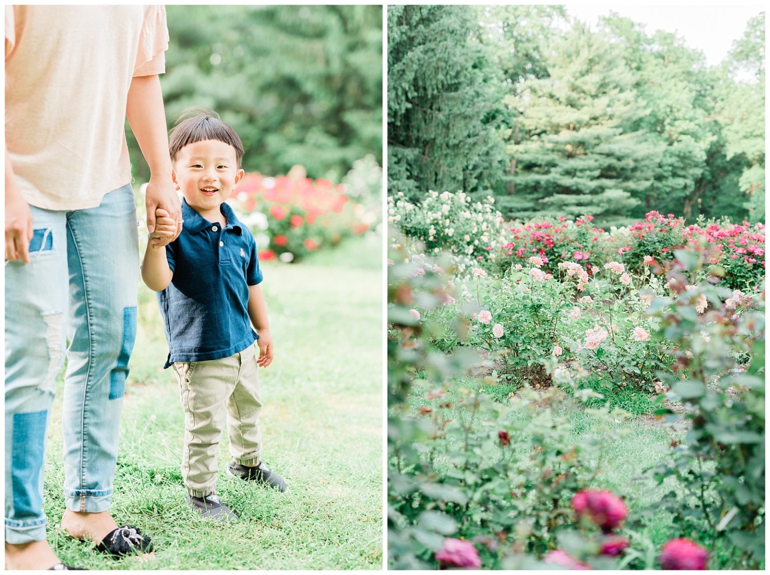Rose Garden Mini Sessions Recap! - jenniferlarsenphoto.com